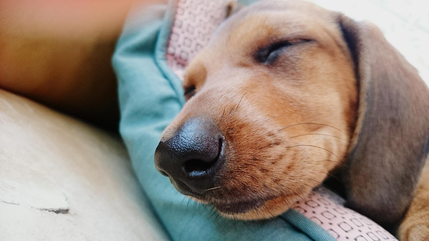 Tos de las perreras: qué es y cómo se contagia - Adios Mascota